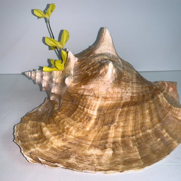 Other | Huge 95 Conch Shell Aquarium Collectible | Poshmark
